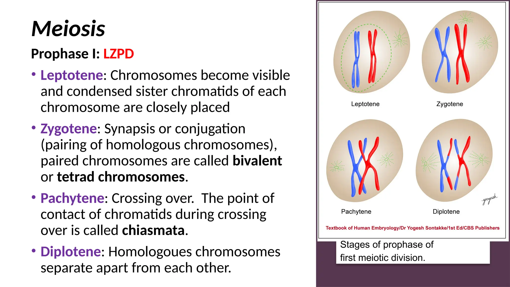 ANATOMY EMBROLOGY CHAPTER 1 PPT POWER POINT | PPTX