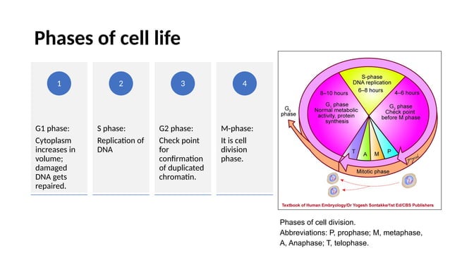 ANATOMY EMBROLOGY CHAPTER 1 PPT POWER POINT | PPT