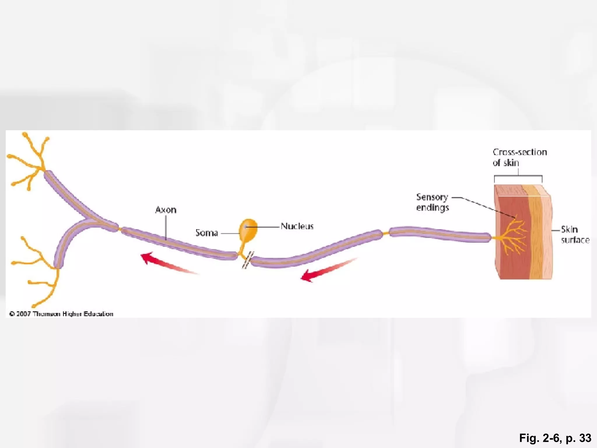 Chapter2 Power Point Presentation | PPT