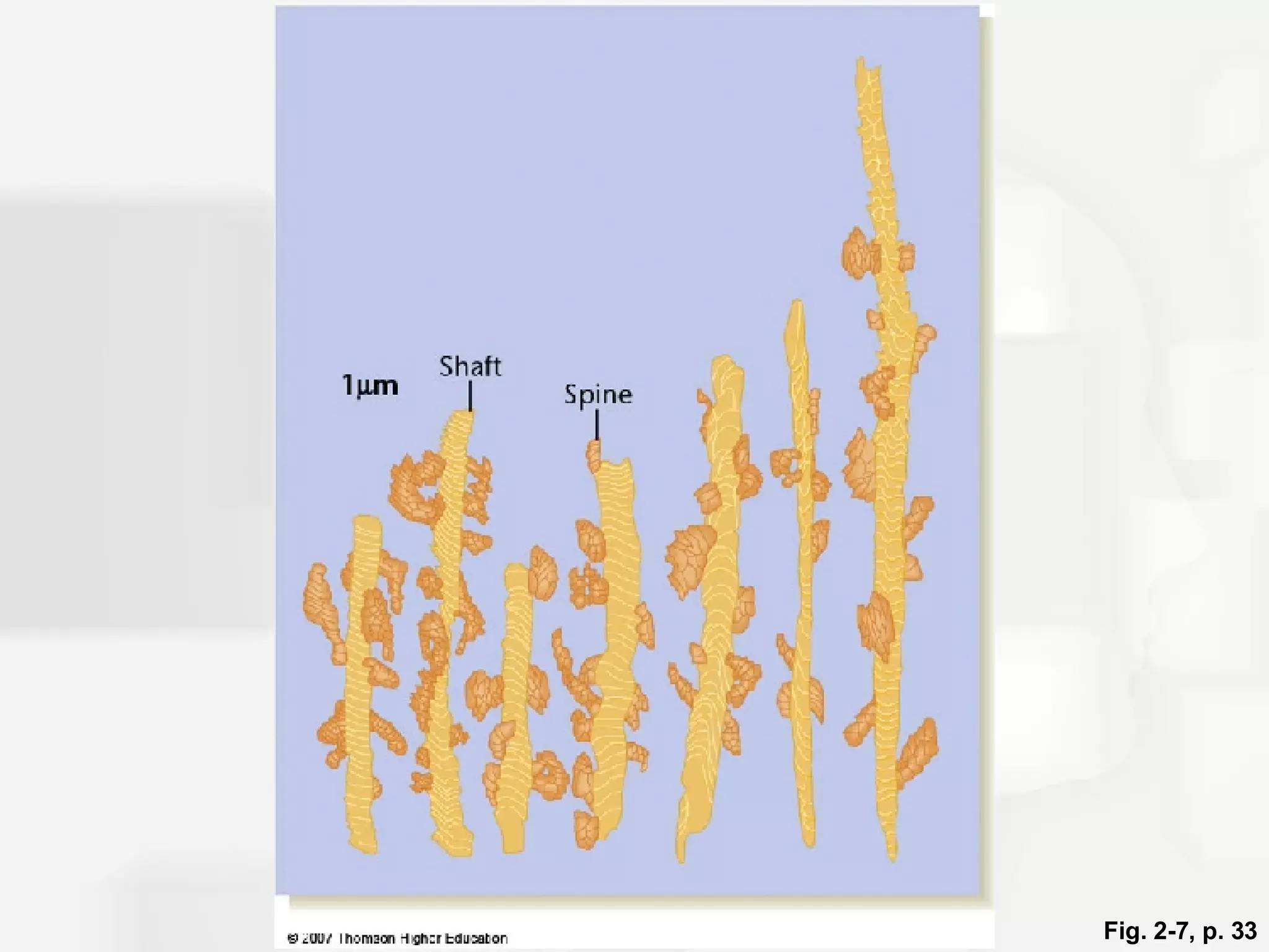 Chapter2 Power Point Presentation | PPT