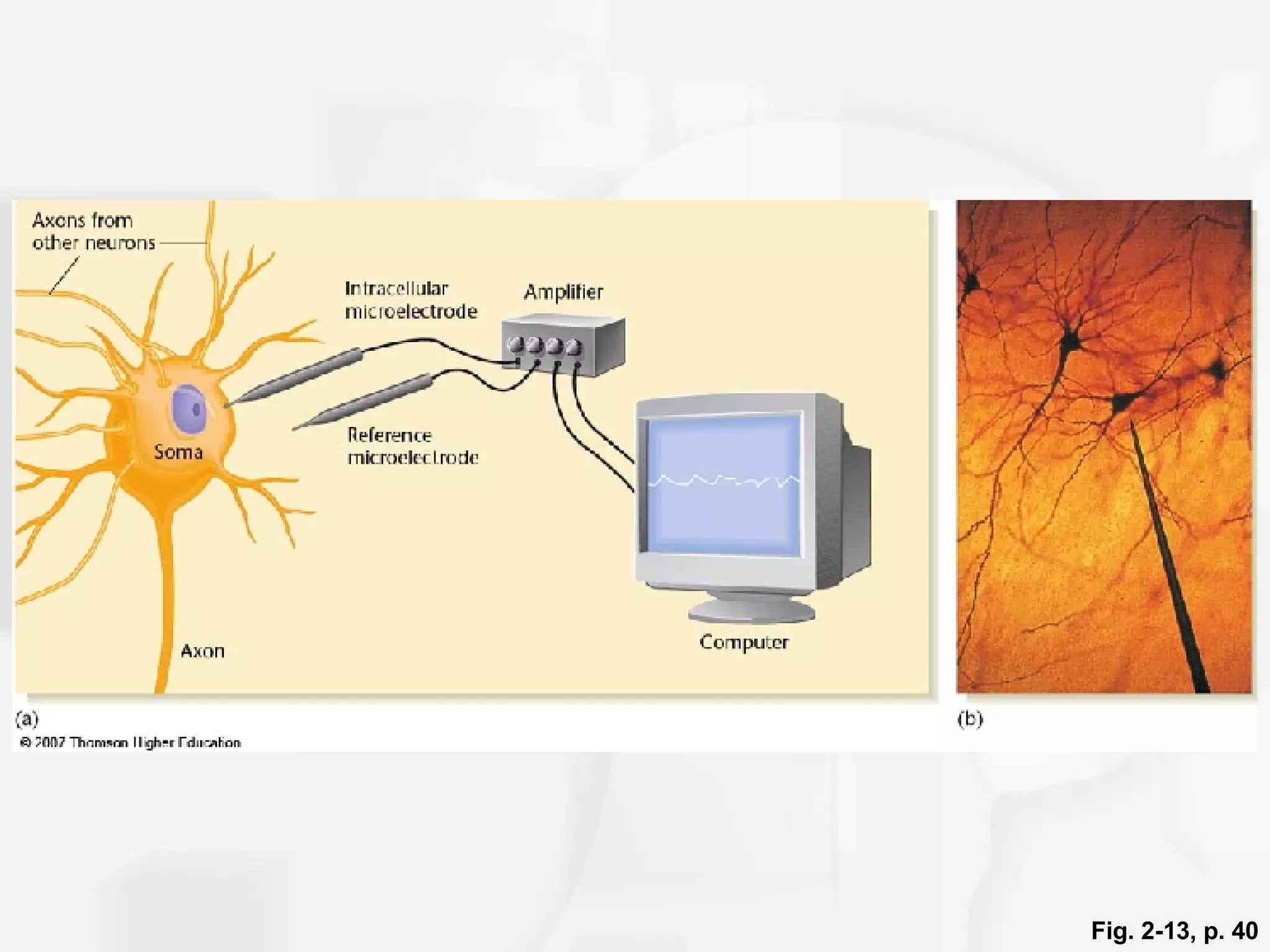Chapter2 Power Point Presentation | PPT