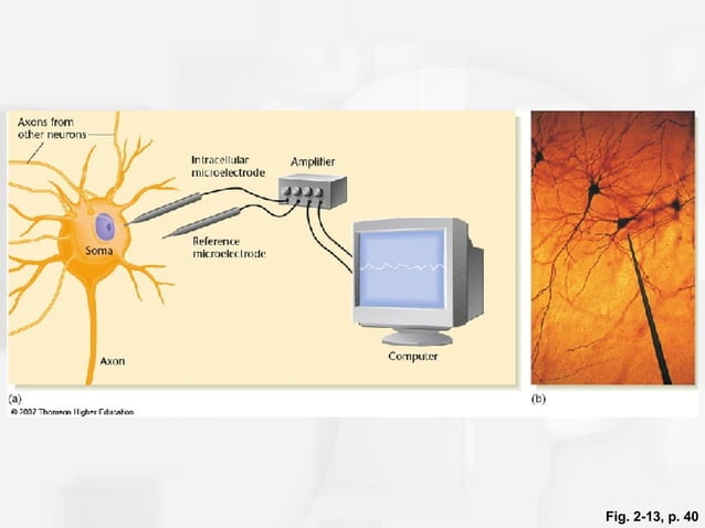 Chapter2 Power Point Presentation | PPT
