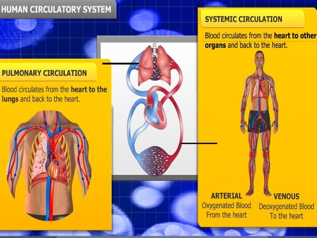 BLOOD CIRCULATION | PPT | Heart and Cardiovascular Diseases | Diseases ...