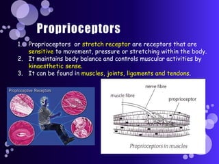 Chapter 2 Body Coordination | PPTX