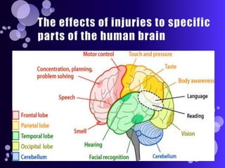 Chapter 2 Body Coordination | PPTX