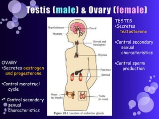Chapter 2 Body Coordination | PPTX