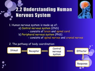 Chapter 2 Body Coordination | PPTX