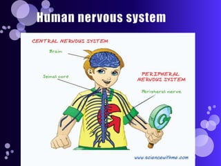 Chapter 2 Body Coordination | PPTX