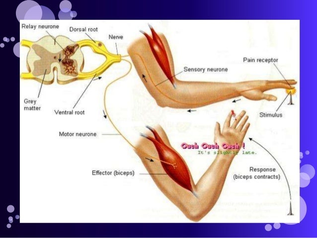 Chapter 2 Body Coordination