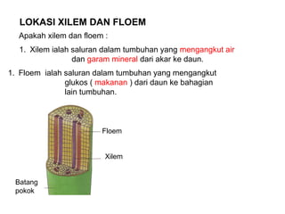 Chapter 2.3 transport system in plants revised 2010 | PPT