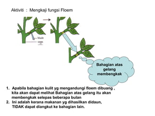 Chapter 2.3 transport system in plants revised 2010 | PPT