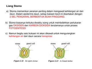Chapter 2.3 transport system in plants revised 2010 | PPT