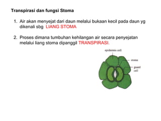 Chapter 2.3 transport system in plants revised 2010 | PPT