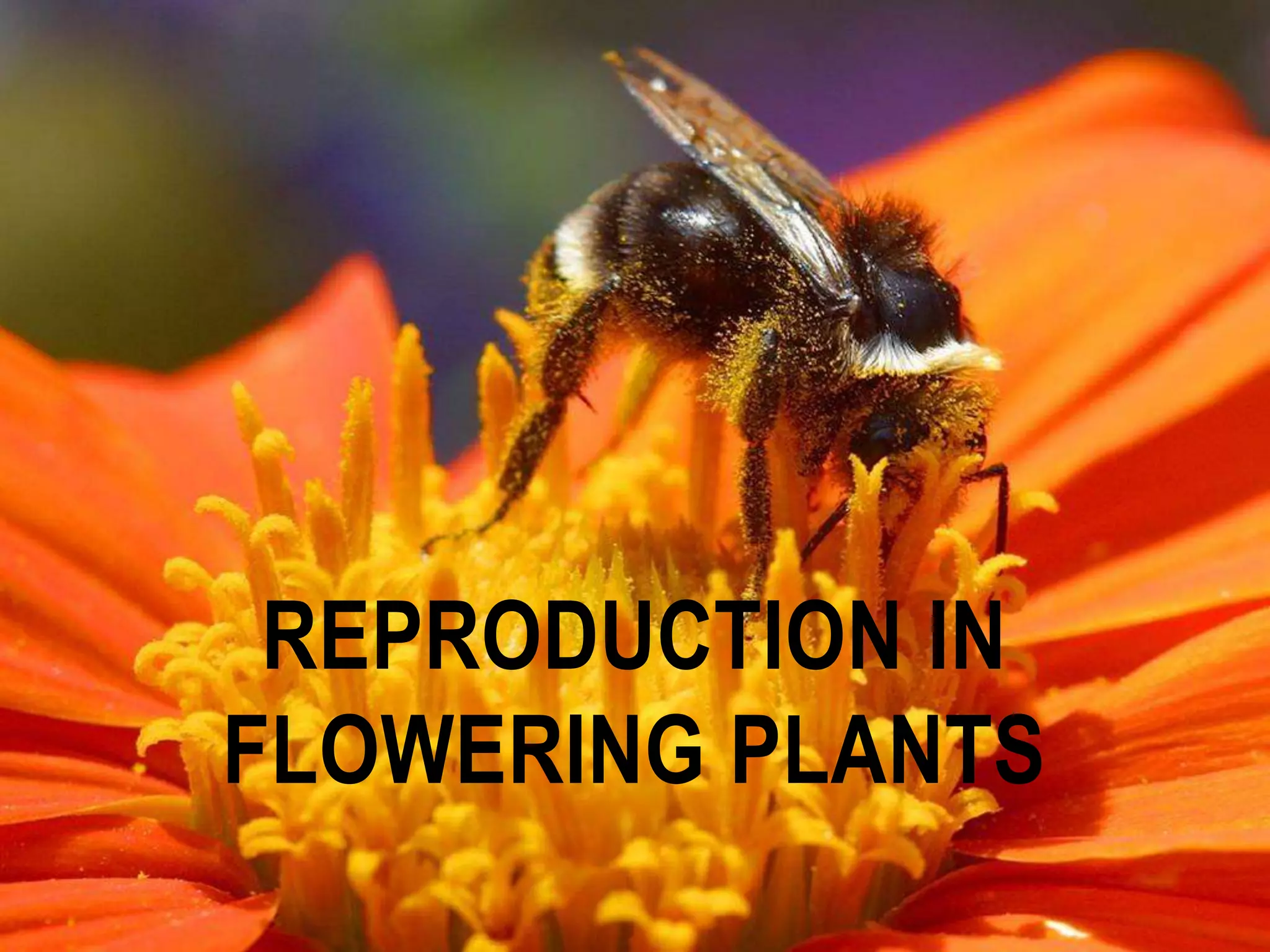 reproduction in flowering plants | PPTX