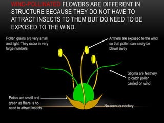 reproduction in flowering plants | PPTX