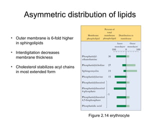 Chapter 2: diversity of lipids | PPT