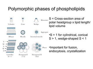 Chapter 2: diversity of lipids | PPT