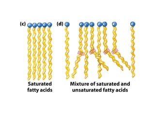 Chapter 2: diversity of lipids | PPT