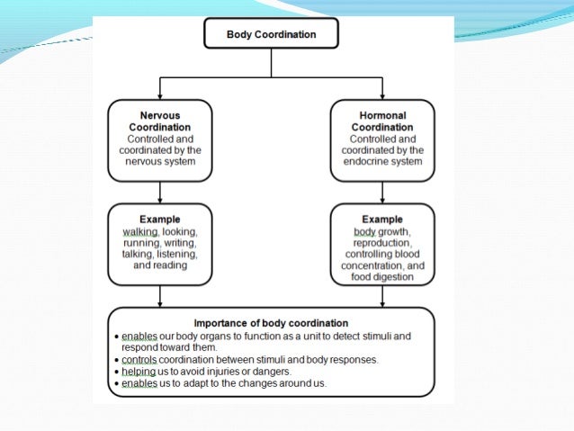 Chapter 2: Body Coordination