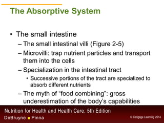 Chapter 2 - Digestion and Absorption | PPT