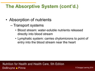 Chapter 2 - Digestion and Absorption | PPT