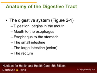 Chapter 2 - Digestion and Absorption | PPT