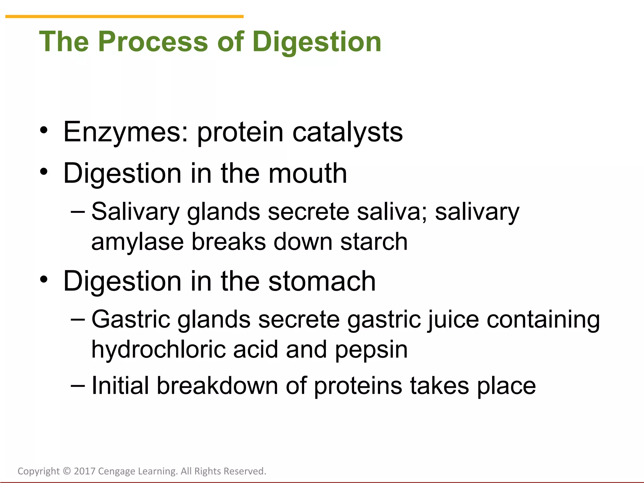 Chapter 2: Digestion and Absorption | PPT