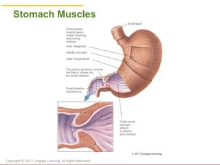 Chapter 2: Digestion and Absorption | PPT