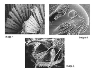 Chapter 2 1 (microscopes) | PPT