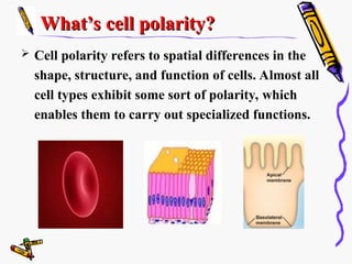 chapter2-1 The molecular composition of cells (2).ppt