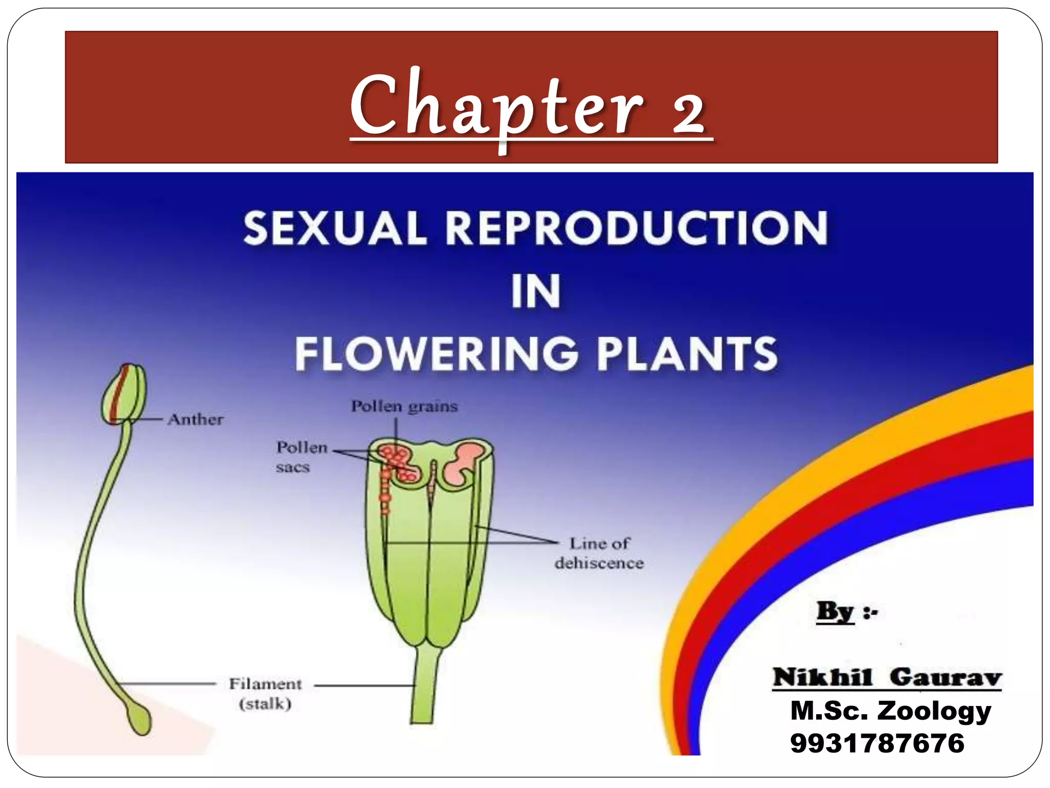 Class 12||Chapter 2|| Sexual Reproduction in flowering plants | PPTX