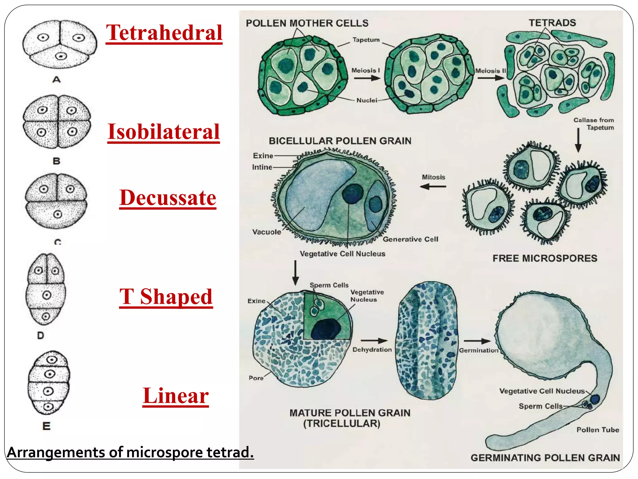 Class 12||Chapter 2|| Sexual Reproduction in flowering plants | PPTX