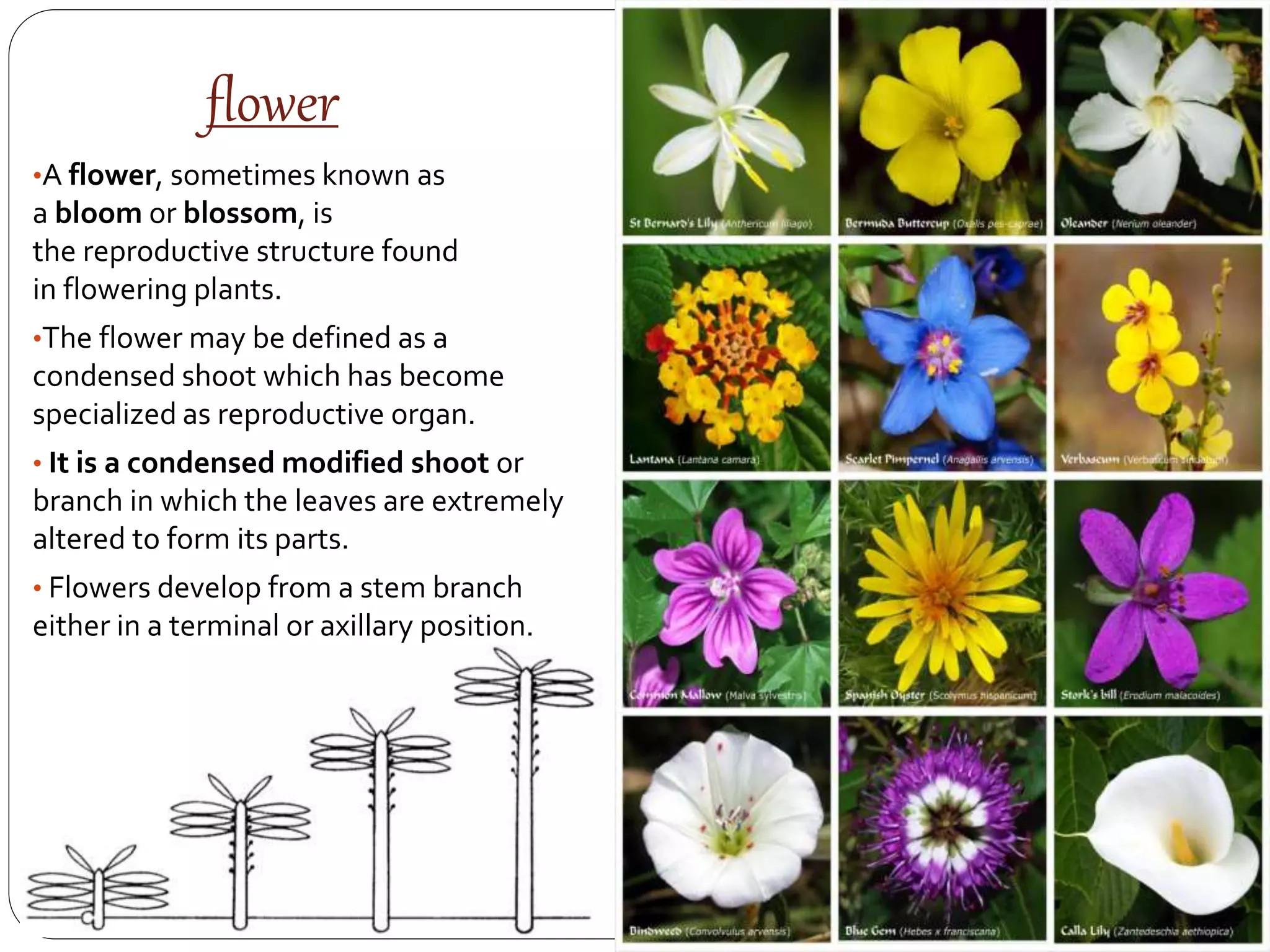 Class 12||Chapter 2|| Sexual Reproduction in flowering plants | PPTX