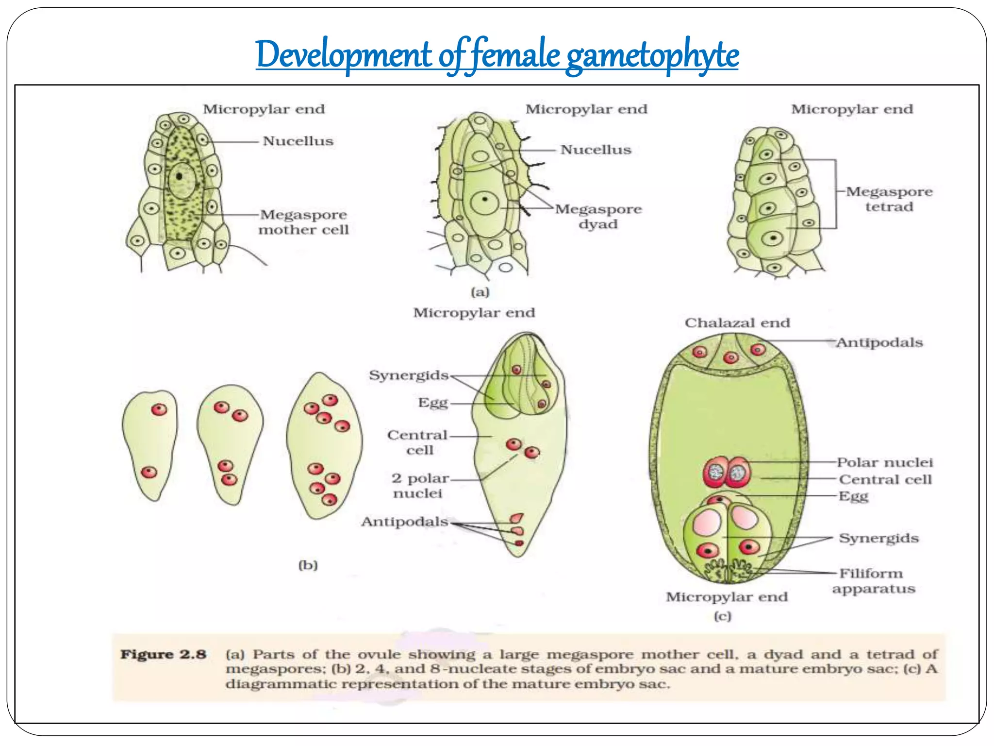 Class 12||Chapter 2|| Sexual Reproduction in flowering plants | PPTX
