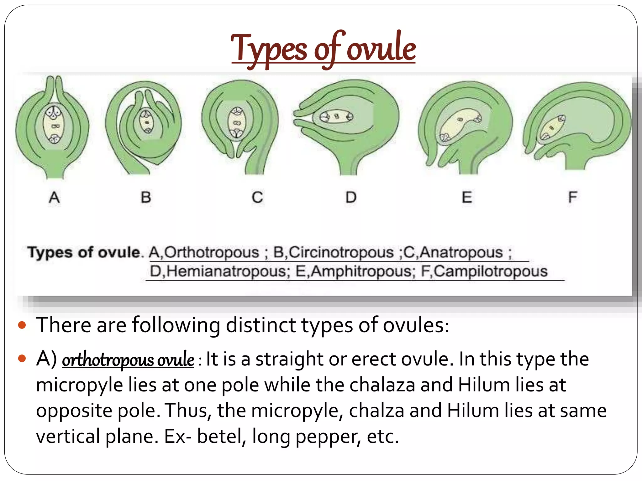 Class 12||Chapter 2|| Sexual Reproduction in flowering plants | PPTX