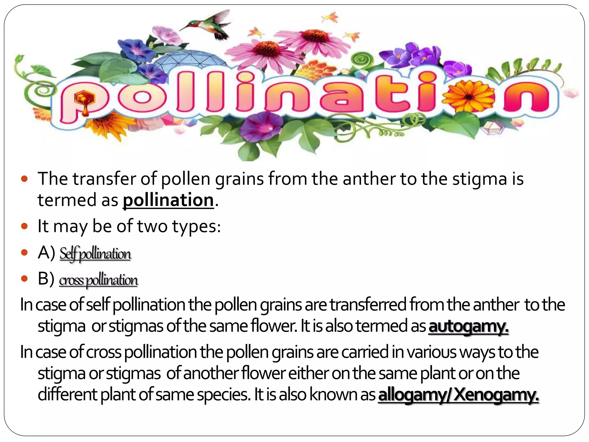 Class 12||Chapter 2|| Sexual Reproduction in flowering plants | PPTX