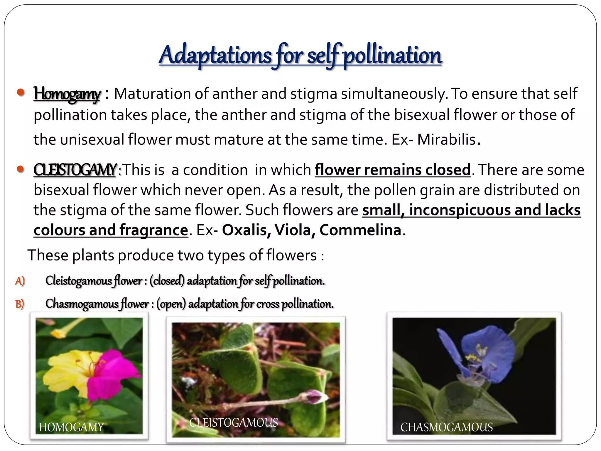 Class 12||Chapter 2|| Sexual Reproduction in flowering plants | PPTX