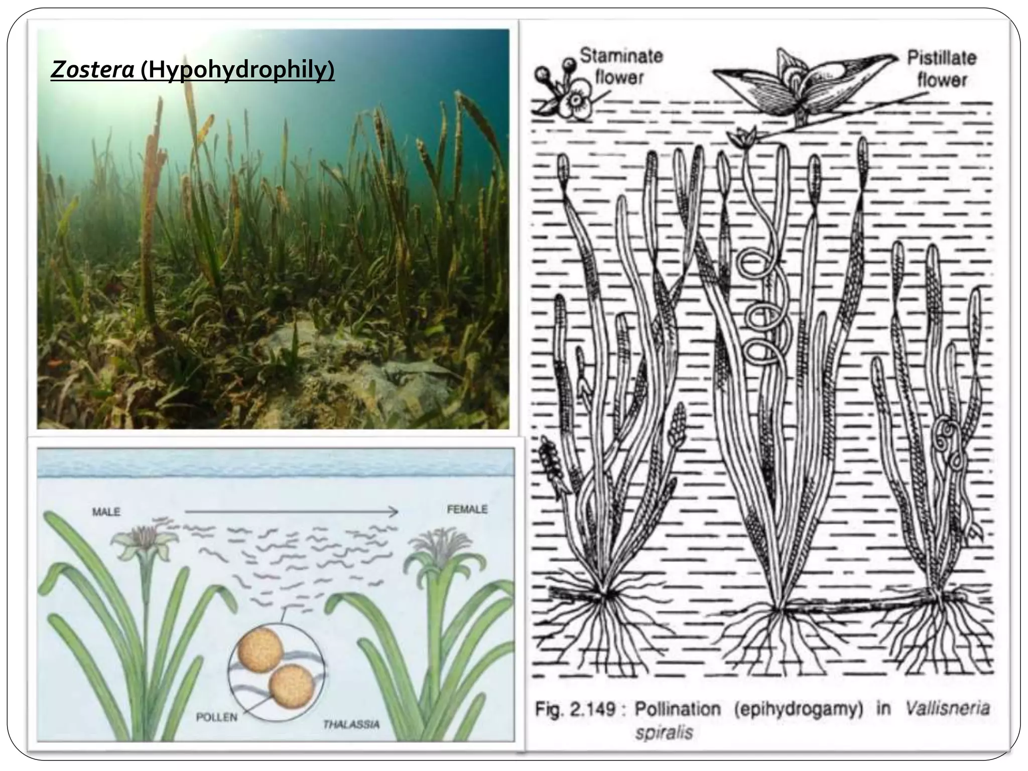 Class 12||Chapter 2|| Sexual Reproduction in flowering plants | PPTX
