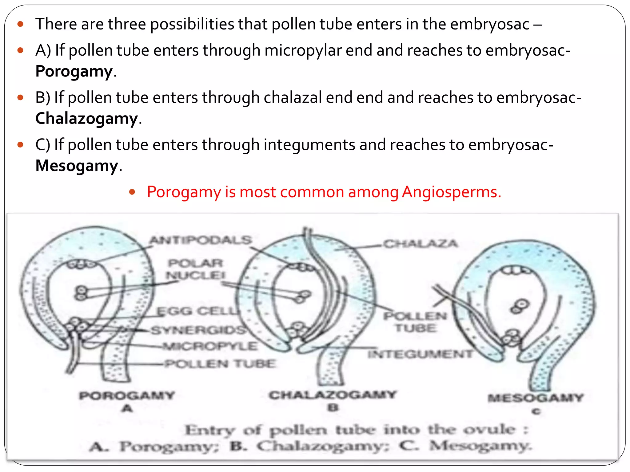 Class 12||Chapter 2|| Sexual Reproduction in flowering plants | PPTX