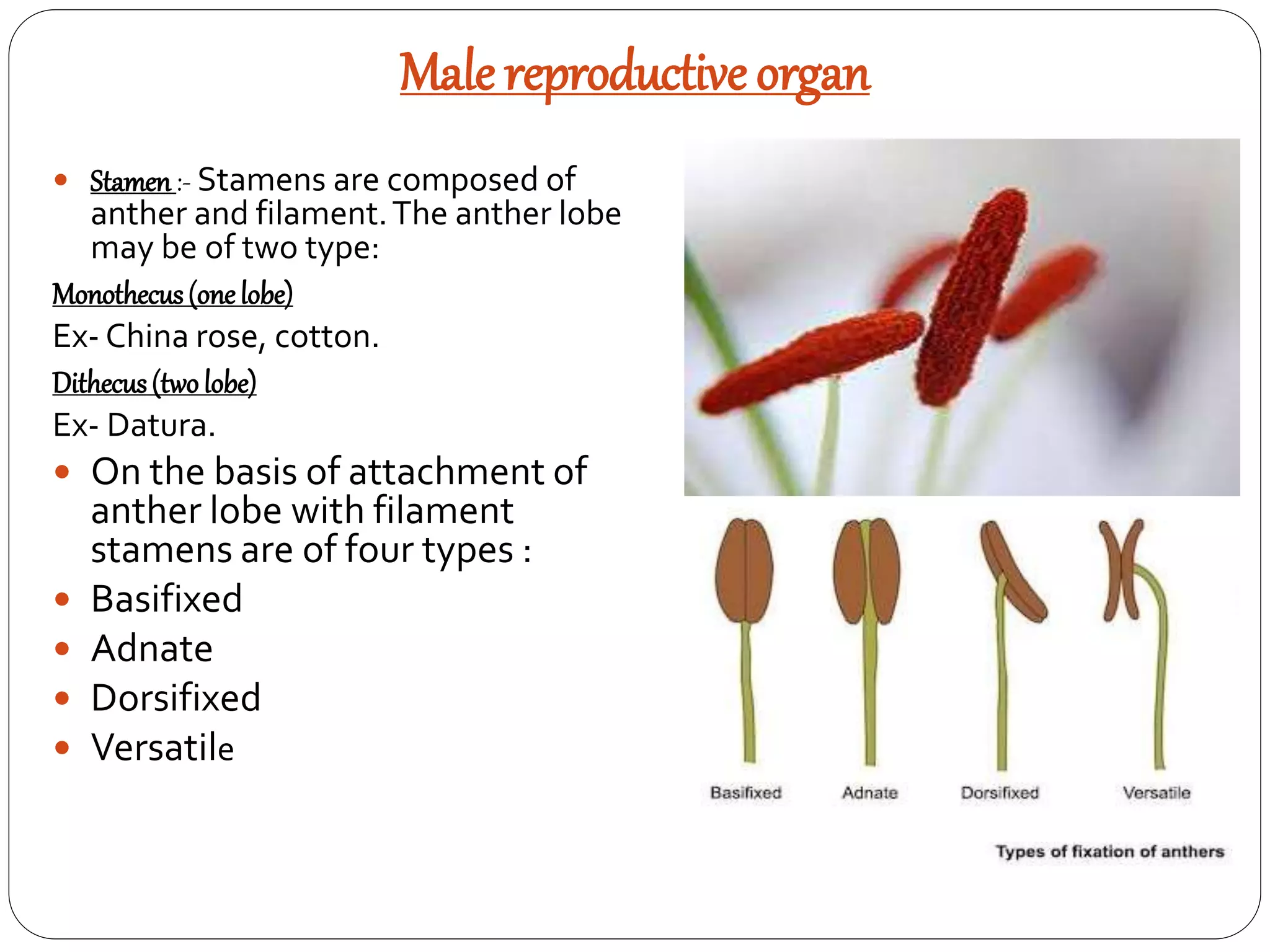 Class 12||Chapter 2|| Sexual Reproduction in flowering plants | PPTX