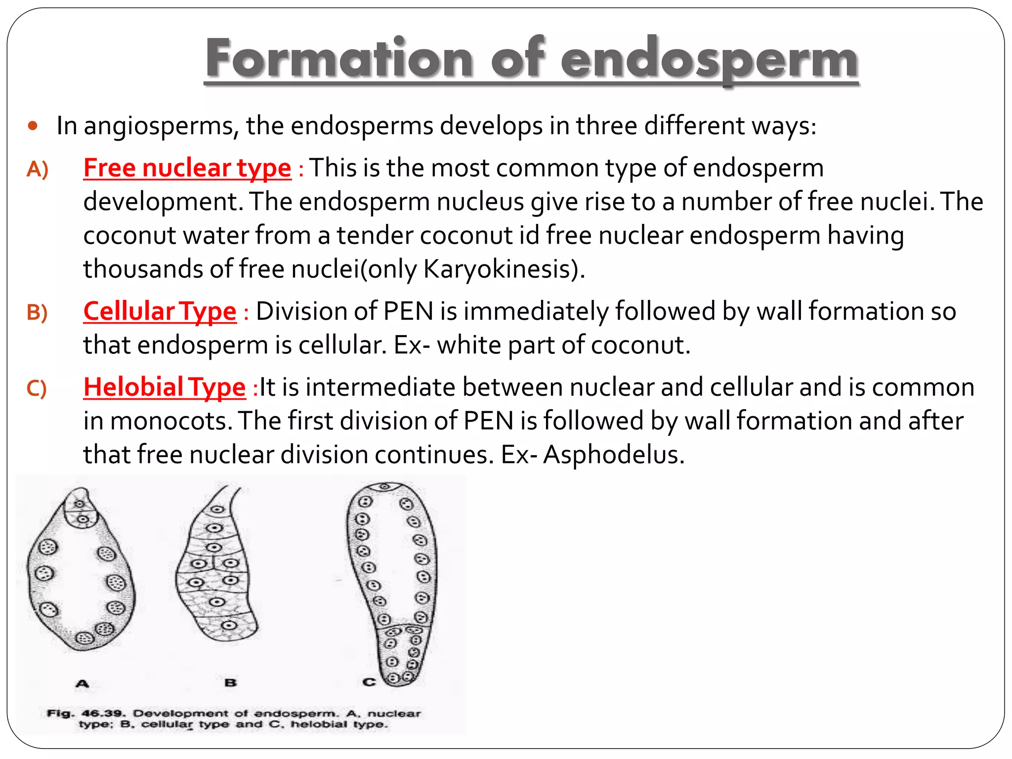 Class 12||Chapter 2|| Sexual Reproduction in flowering plants | PPTX