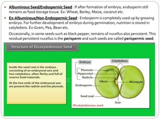 Class 12||Chapter 2|| Sexual Reproduction in flowering plants | PPTX