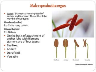 Class 12||Chapter 2|| Sexual Reproduction in flowering plants | PPT