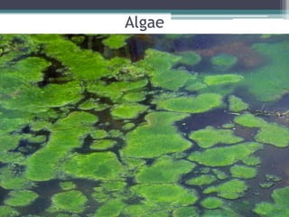 Class VIII Science: Chapter 2: Microorganisms; Friend and Foe | PDF