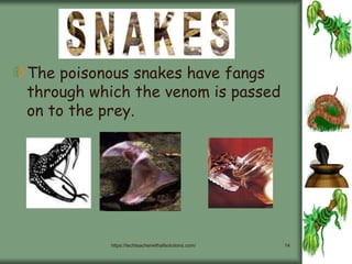 EVS Class 5 Chapter 2 A snake charmer’s story | PPT
