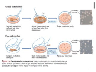 Chapter 2. Methods in Microbiology-2bbb.pptx