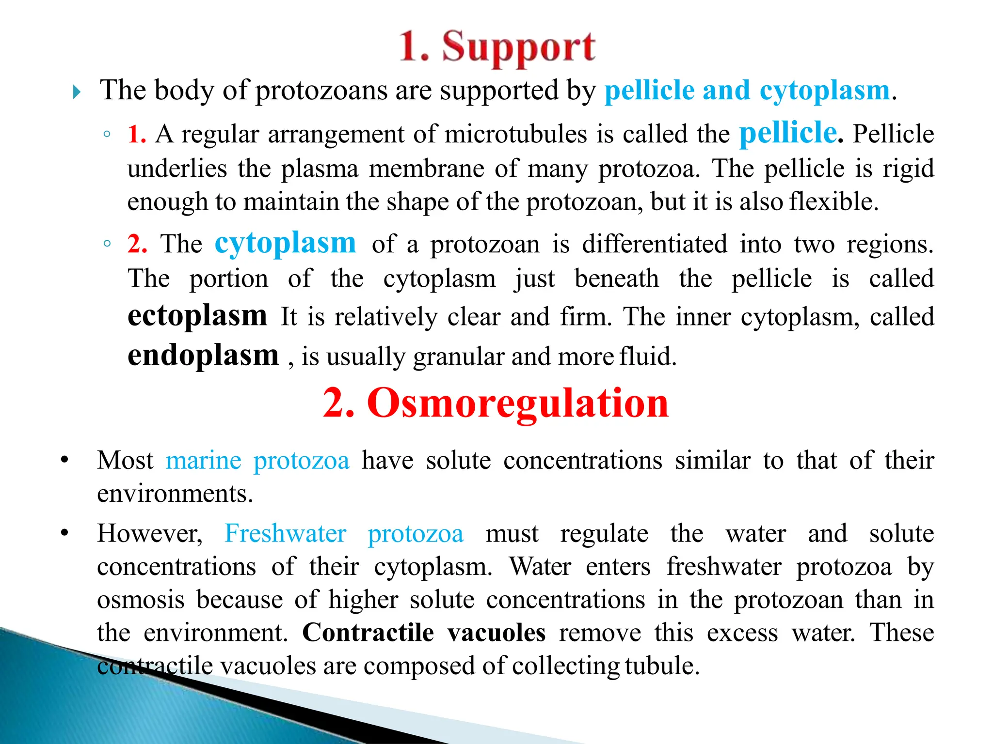 animal like protist the protozoa from animal form and fuction | PPTX