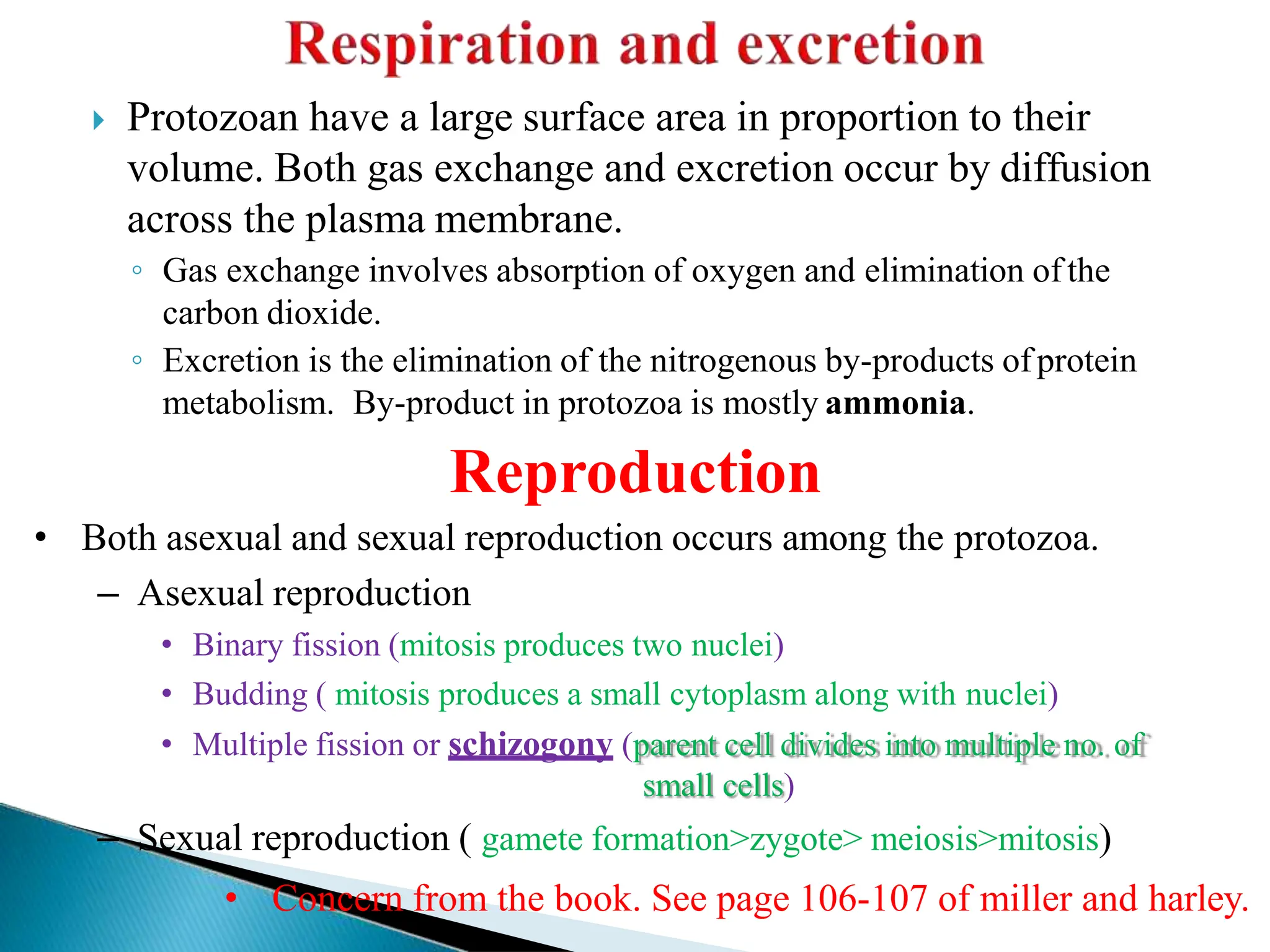 animal like protist the protozoa from animal form and fuction | PPTX