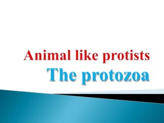 animal like protist the protozoa from animal form and fuction | PPTX