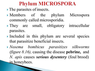 animal like protist the protozoa from animal form and fuction | PPTX